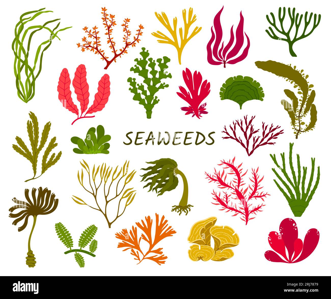 Underwater Plant Cartoon