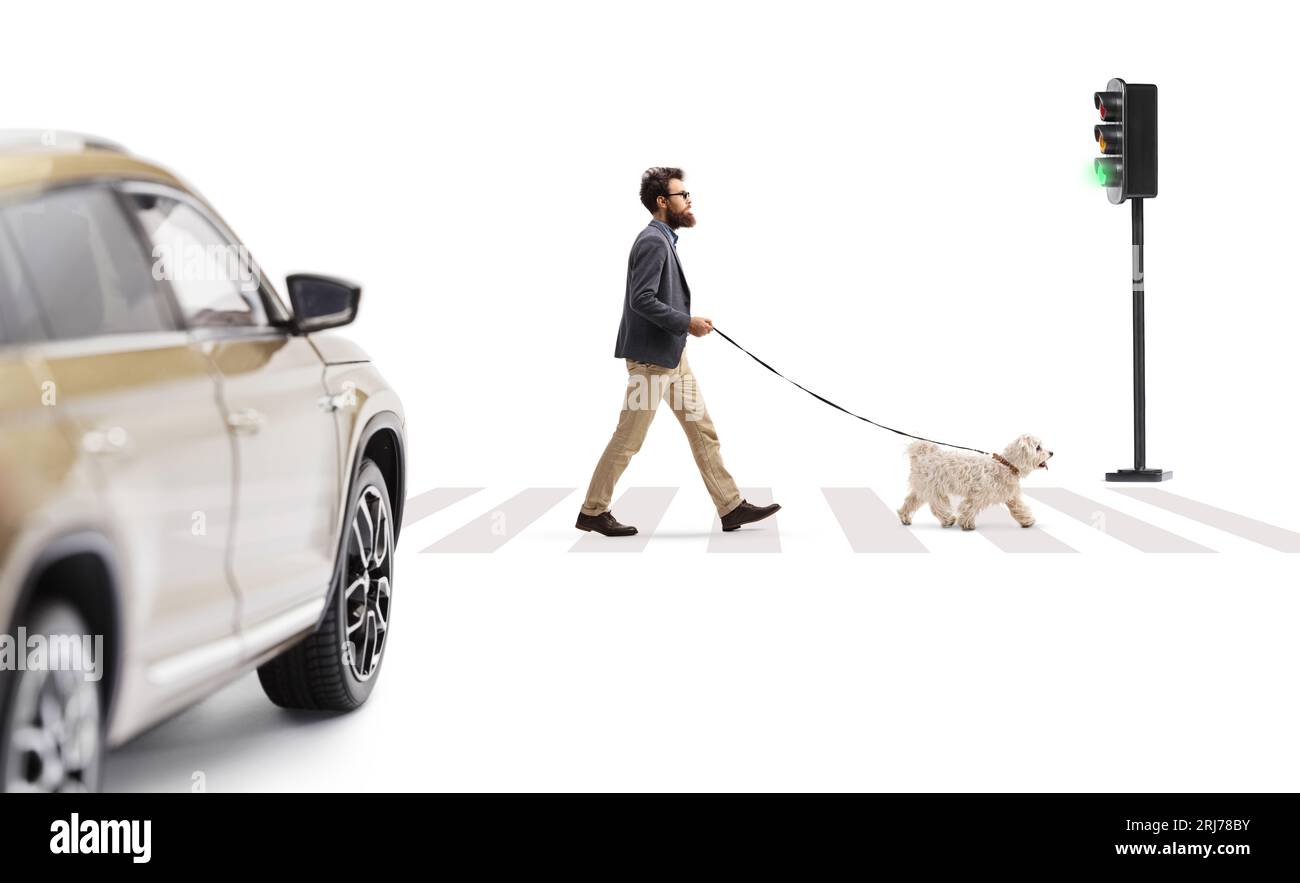 Vehicle approaching a man with a maltese poodle dog at a pedestrian ...