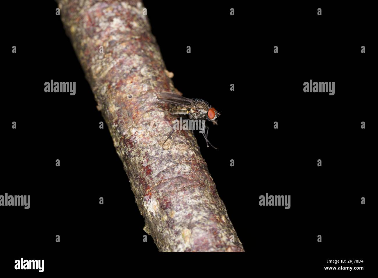 Insect family tree hi-res stock photography and images - Alamy
