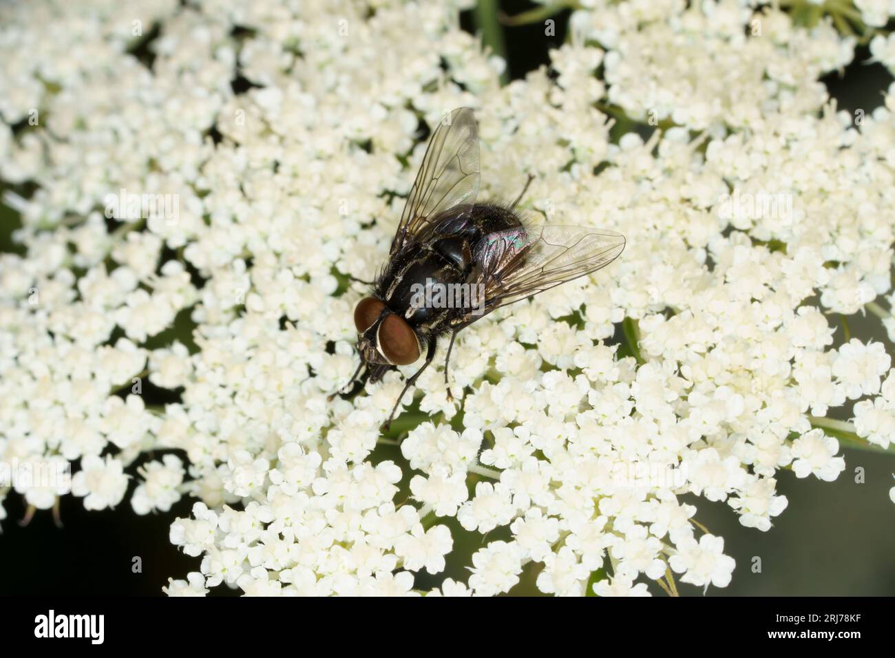 Graphomya maculata Family Muscidae Genus Graphomya fly wild nature ...