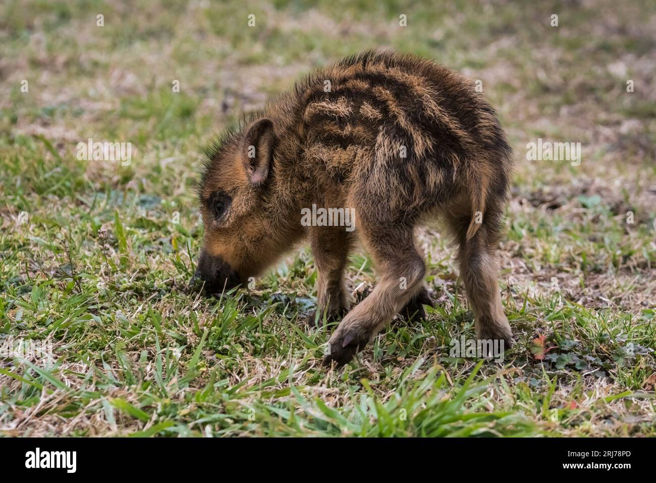 Sus scrofa argentina hi-res stock photography and images - Alamy