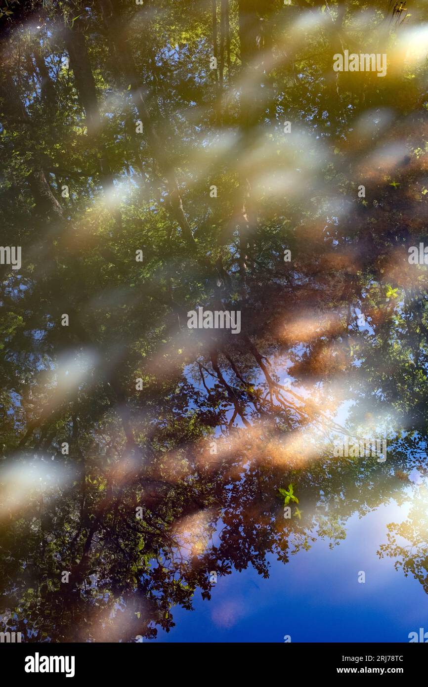 Upside down tree hi-res stock photography and images - Alamy