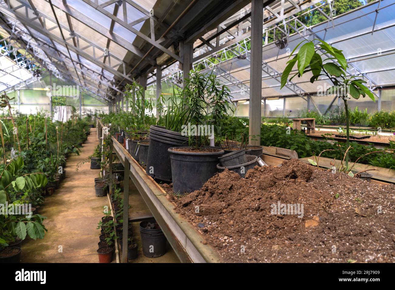Greenhouse with a variety of green plants, bushes Stock Photo - Alamy