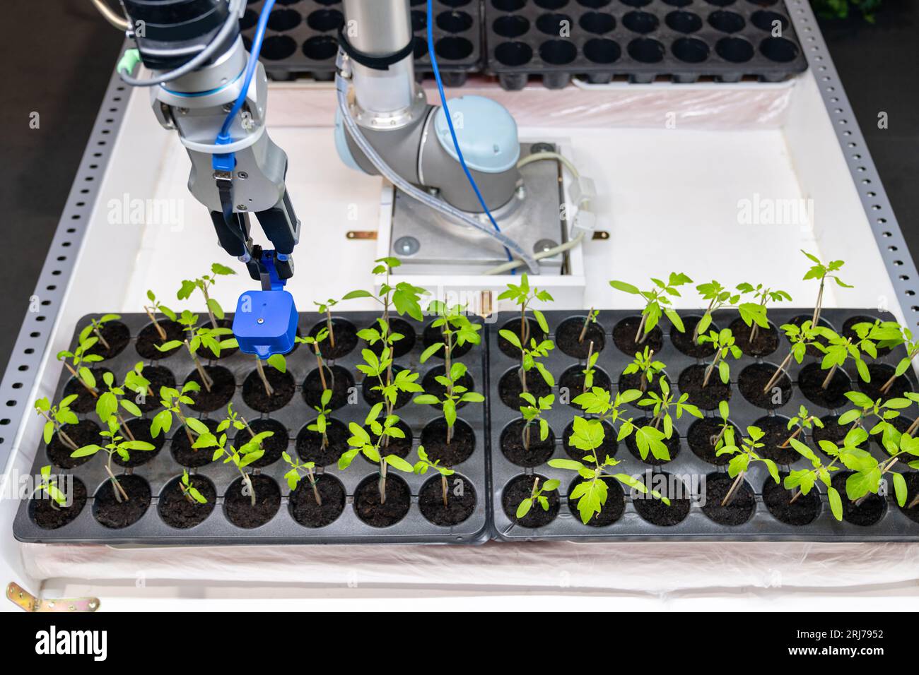 A robot in a greenhouse evaluates the quality of tomato seedlings using ...