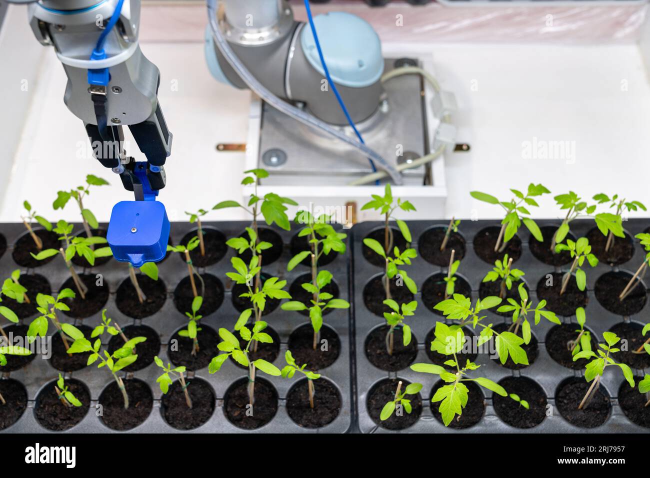 A robot in a greenhouse evaluates the quality of tomato seedlings using ...