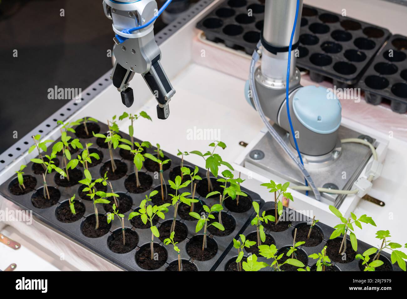 A robot in a greenhouse evaluates the quality of tomato seedlings using ...