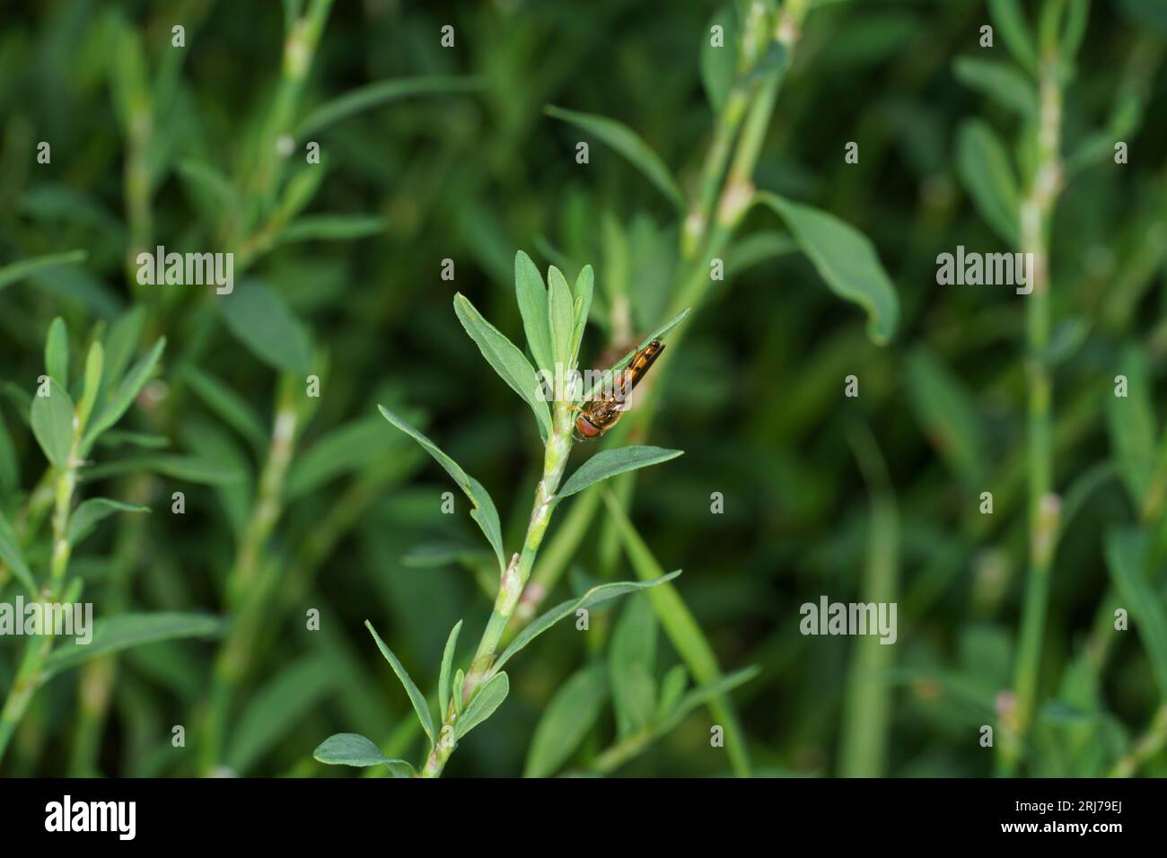 Genus Platycheirus Family Syrphidae fly wild nature insect wallpaper ...