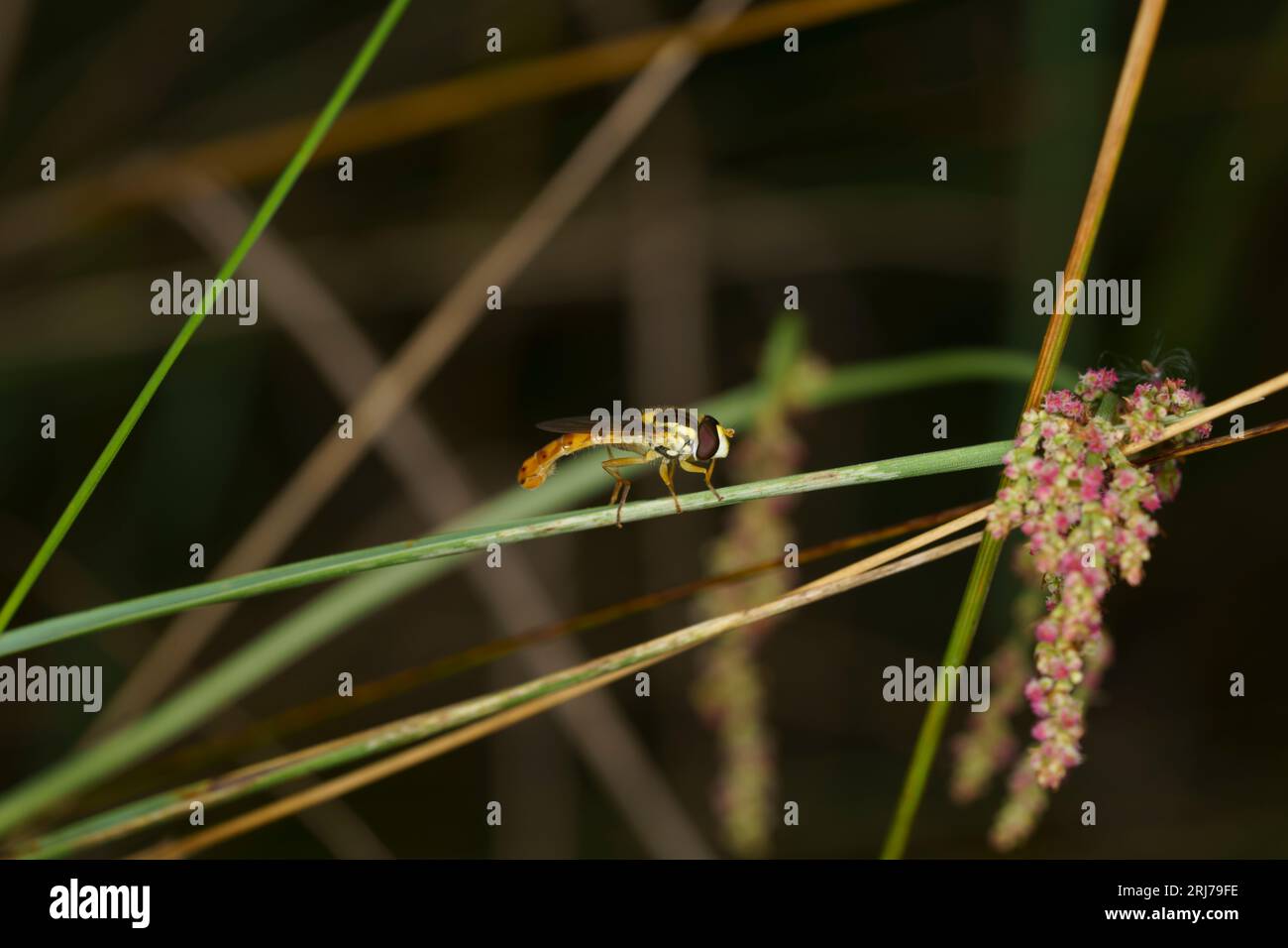 Sphaerophoria scripta Family Syrphidae Genus Sphaerophoria Long ...