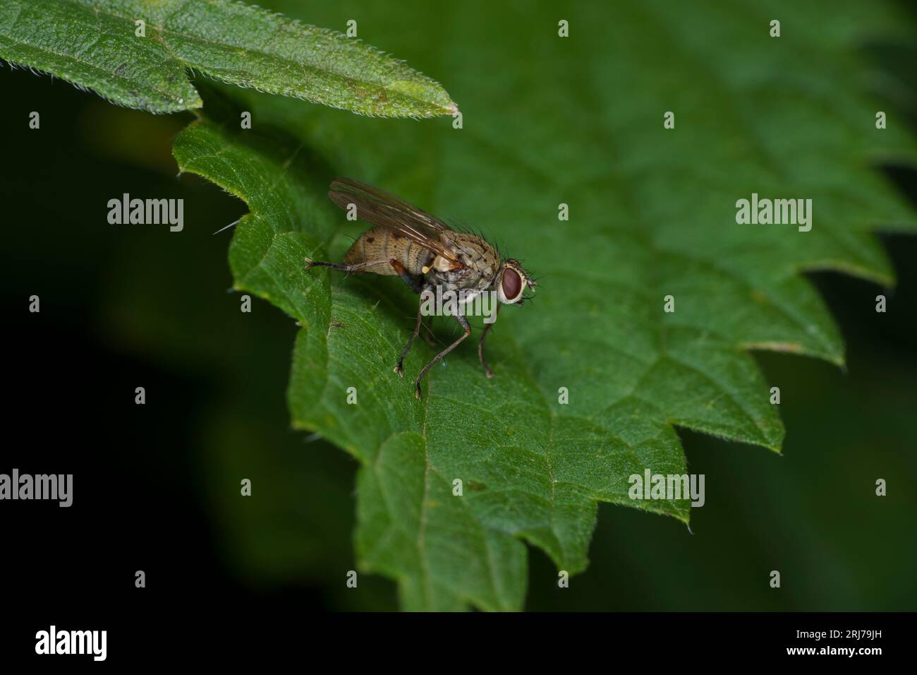 Coenosia tigrina Family Muscidae Genus Coenosia fly wild nature insect ...