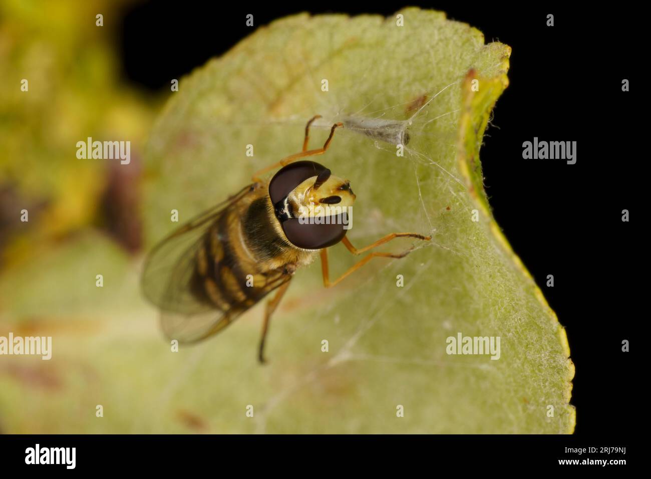 Eupeodes corollae Family Syrphidae Genus Eupeodes Migrant hover fly wild nature insect wallpaper ...