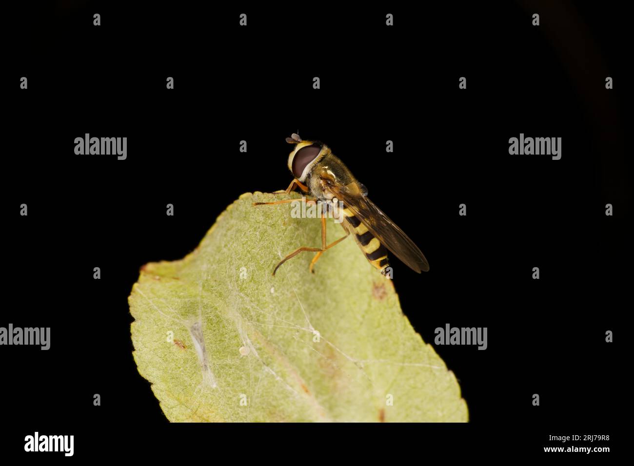 Eupeodes corollae Family Syrphidae Genus Eupeodes Migrant hover fly ...