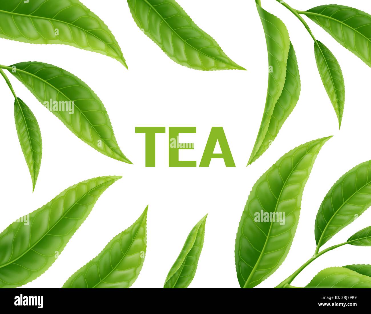 Realistic tea leaves background. Vector 3d fresh green branches and ...