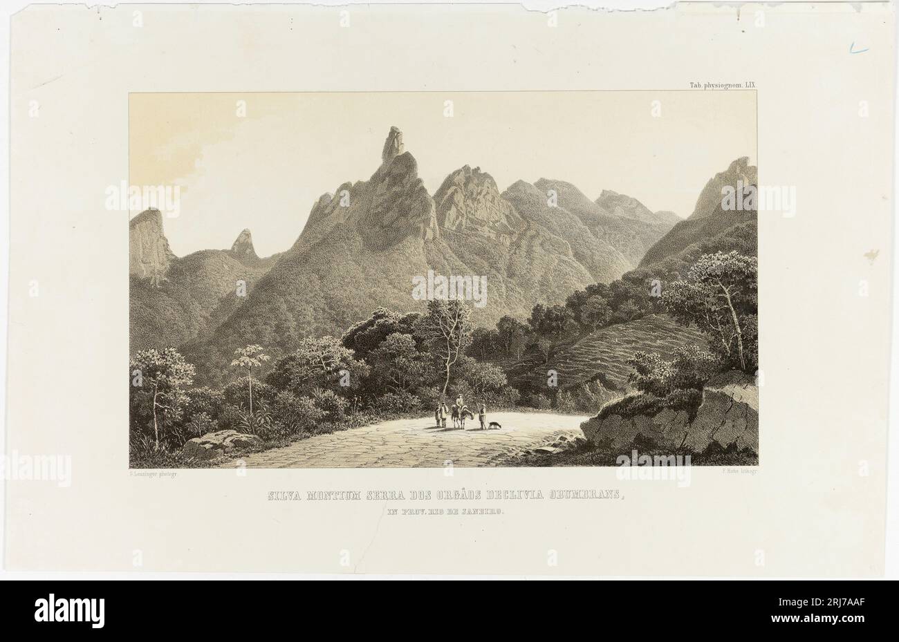 Silva Montium Serra dos Orgâos Declivia Obumbrans in Prov. Rio de ...