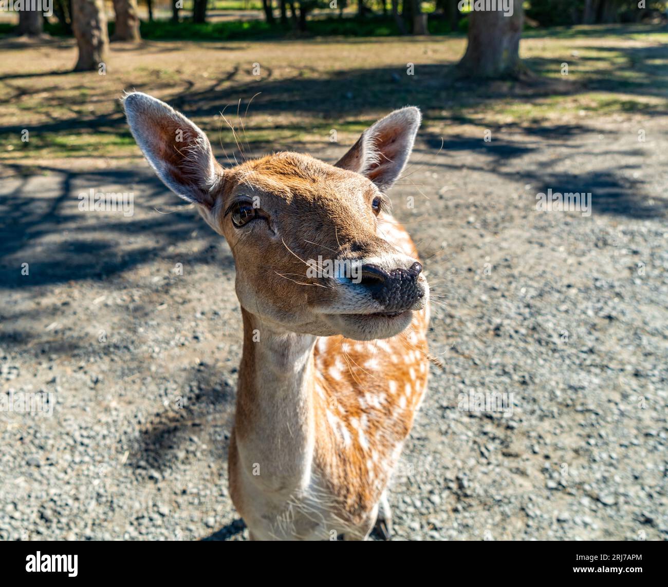 Squim hi-res stock photography and images - Alamy
