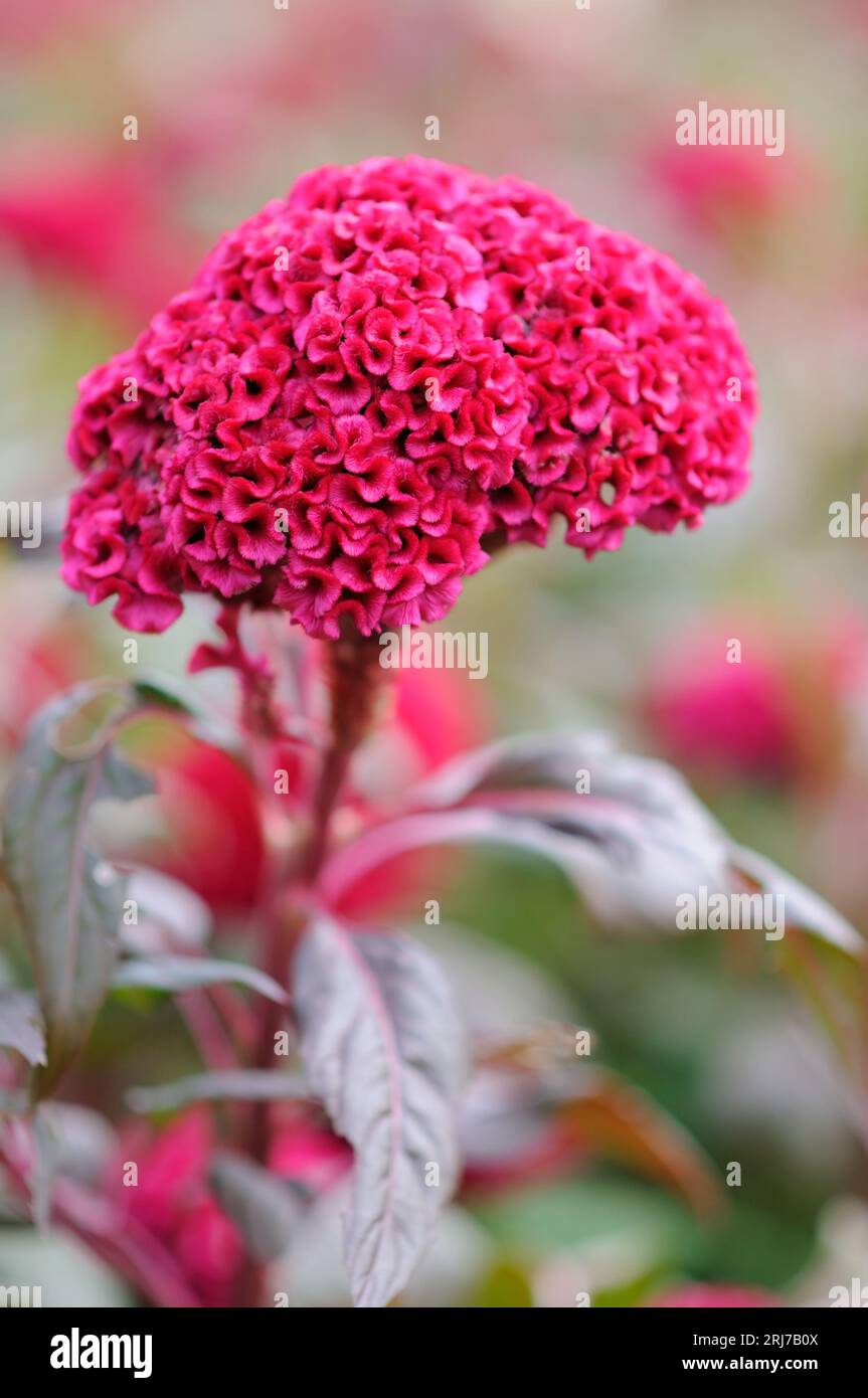 Blooming Red Cockscomb Flower Stock Photo - Alamy
