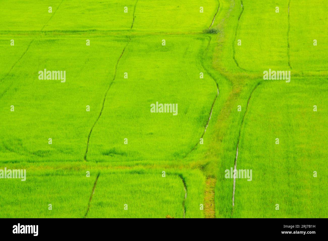 Thai rice paddies hi-res stock photography and images - Alamy