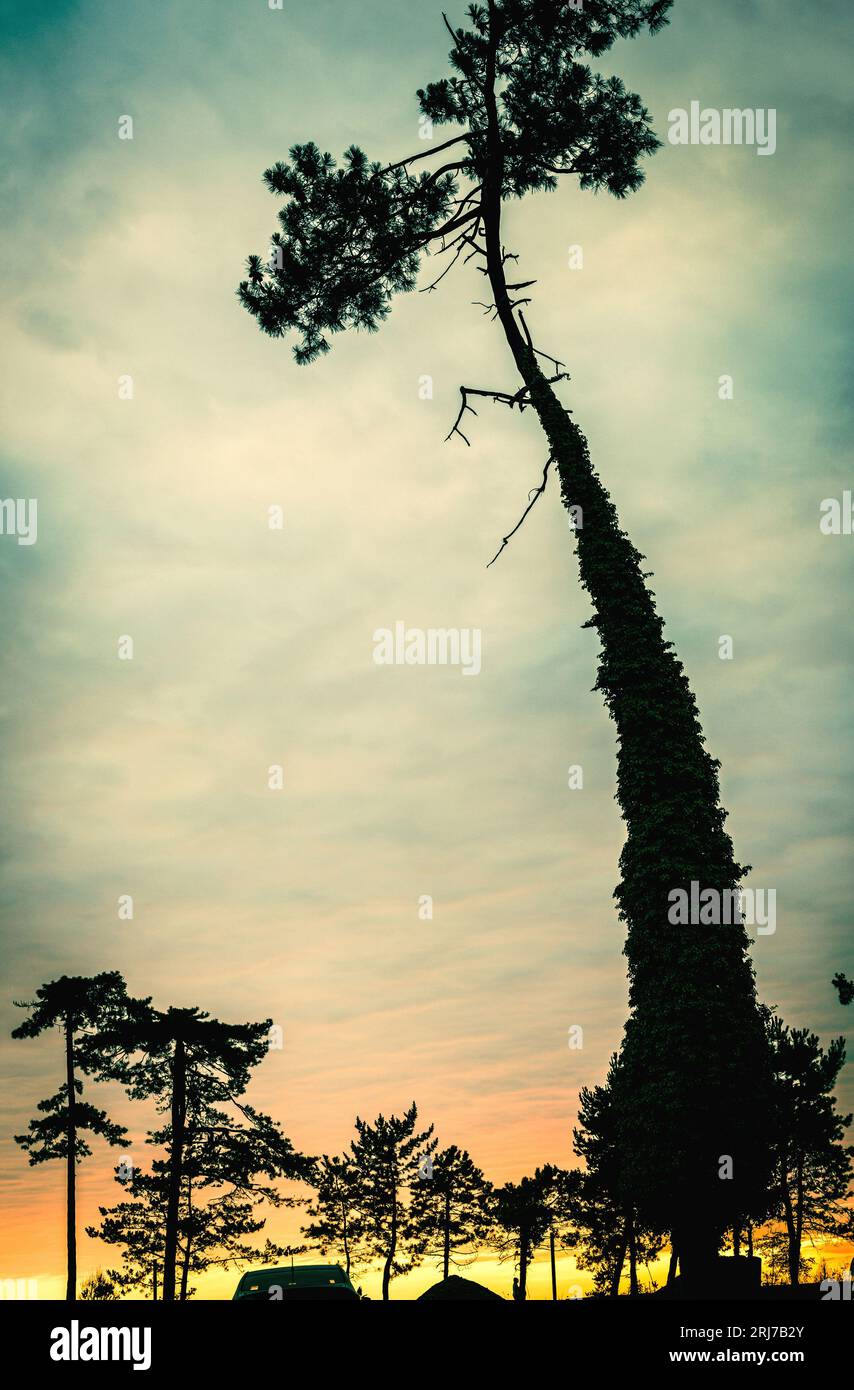 sunset landscape with an old pine tree overgrown with ivy liane Stock ...