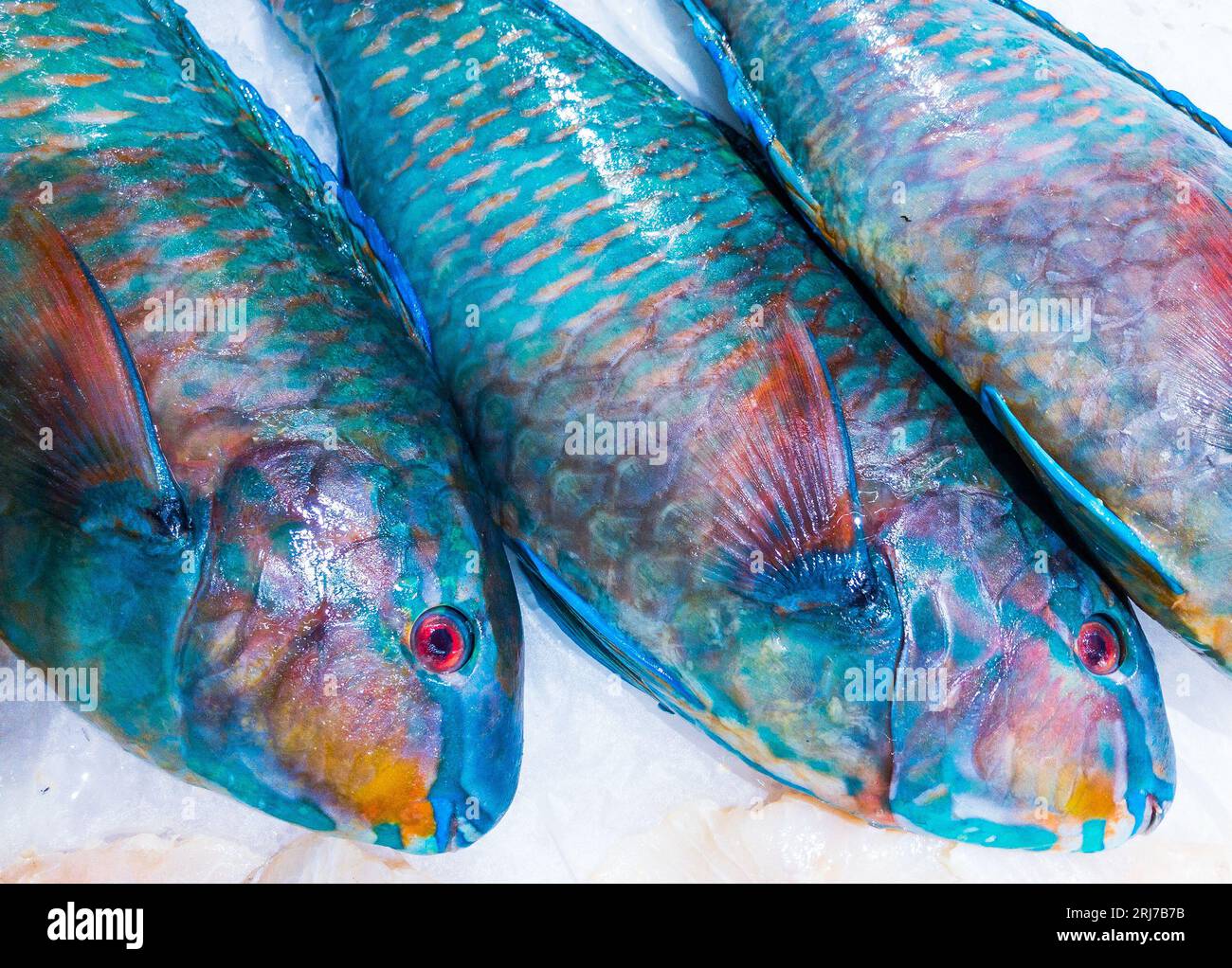 Parrotfish for sale hi-res stock photography and images - Alamy