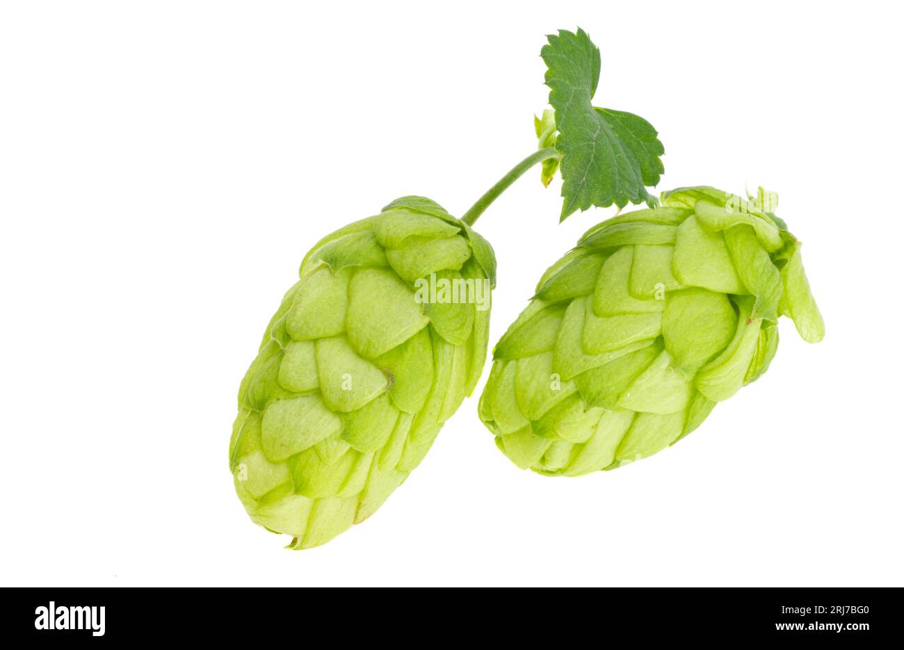 hop cones isolated on white background Stock Photo - Alamy