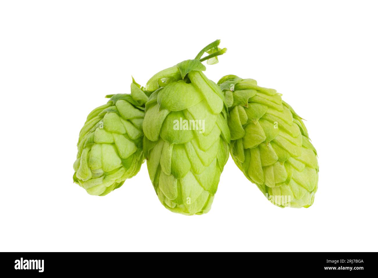 hop cones isolated on white background Stock Photo - Alamy