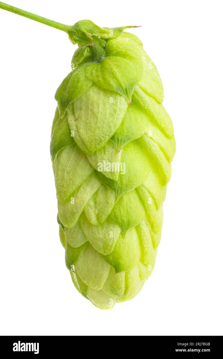 hop cones isolated on white background Stock Photo - Alamy