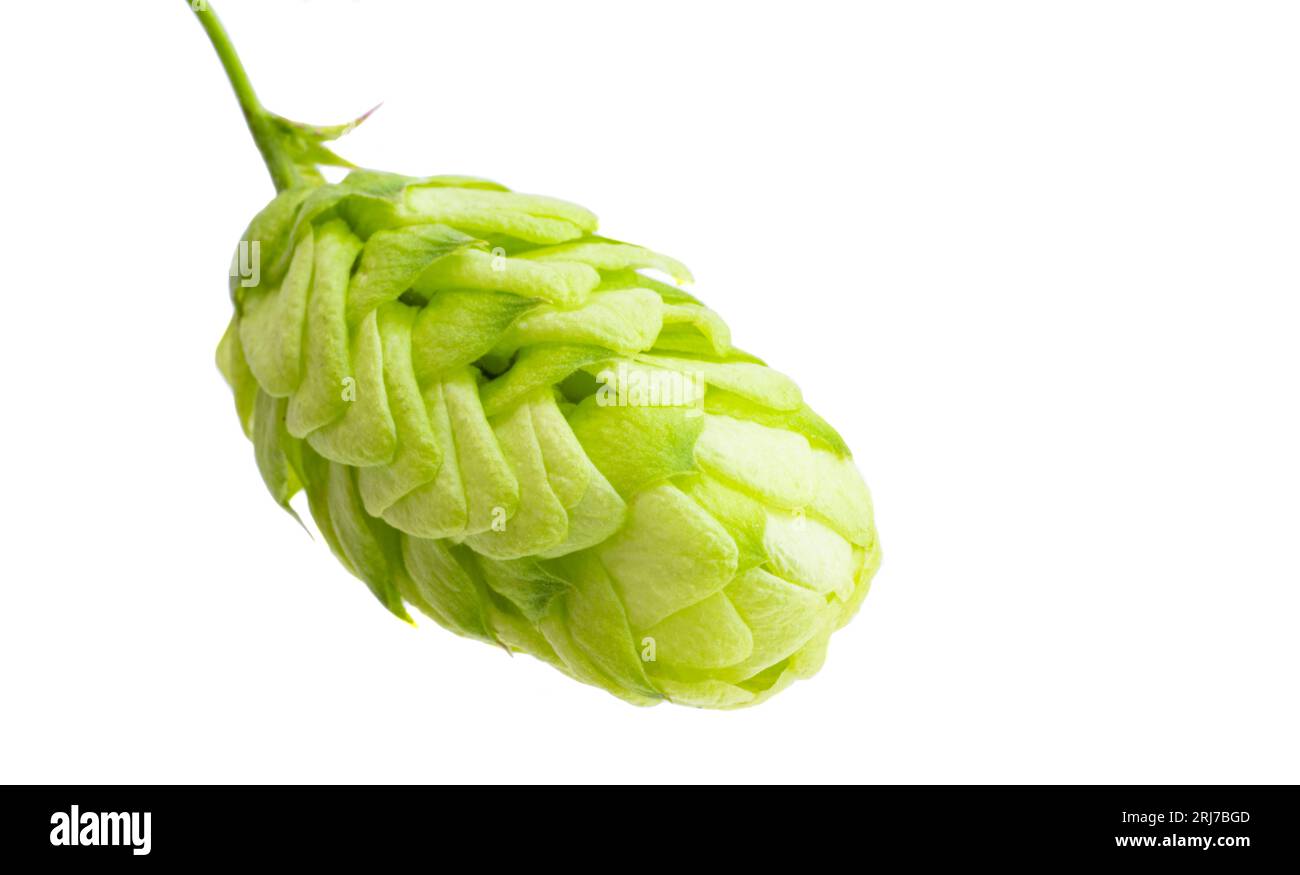 hop cones isolated on white background Stock Photo - Alamy