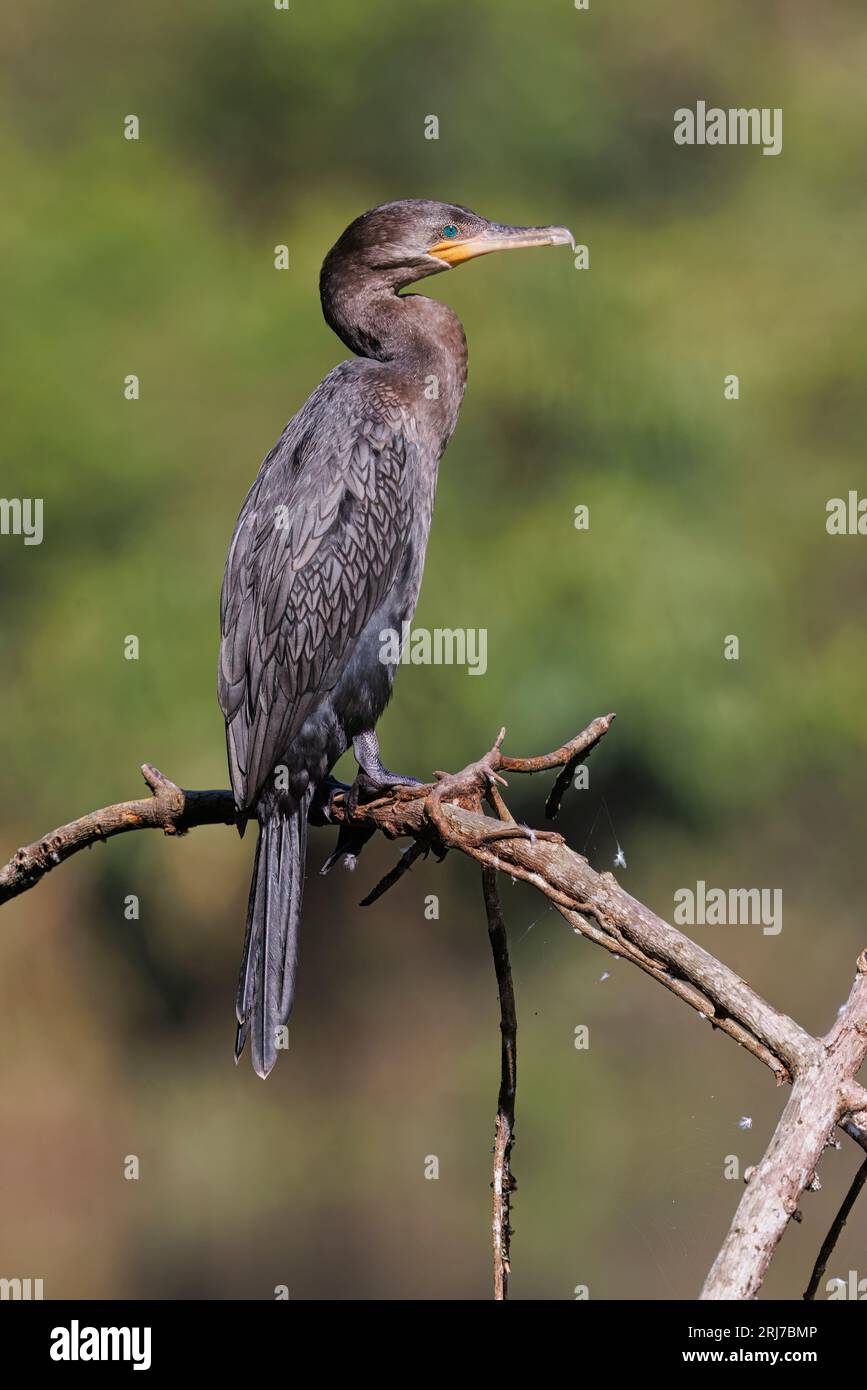 Laguna el tabacal hi-res stock photography and images - Alamy
