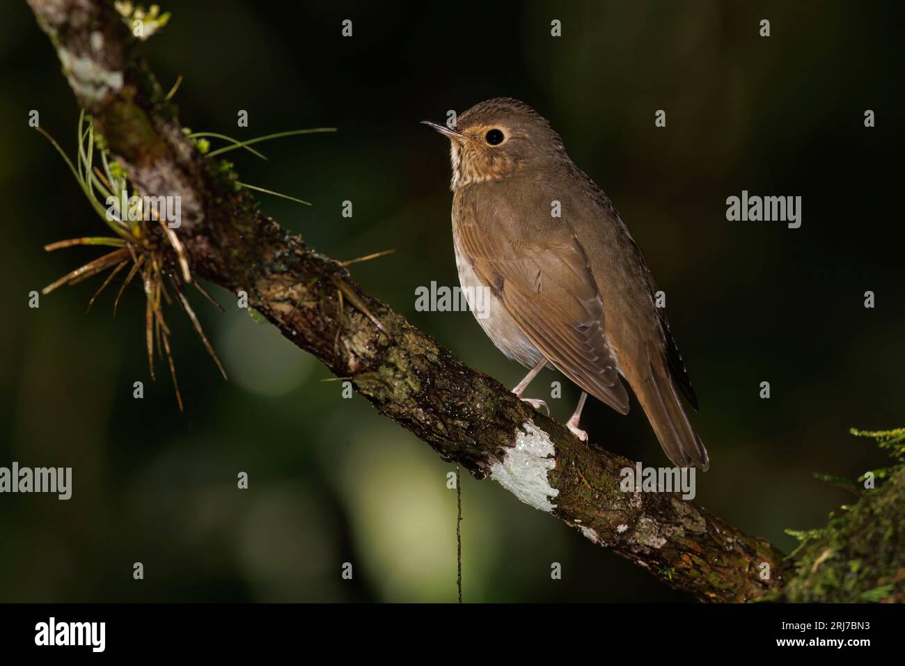 Swainson's Thrush, laguna El Tabacal, Colombia, November 2022 Stock ...