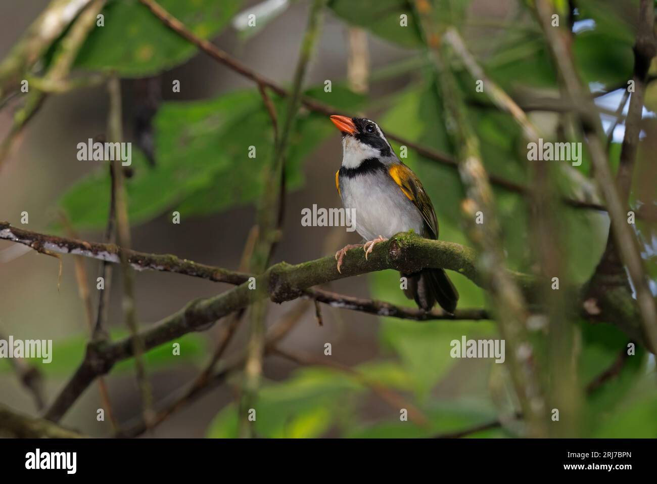 Orange-billed Sparrow, laguna El Tabacal, Colombia, November 2023 Stock ...