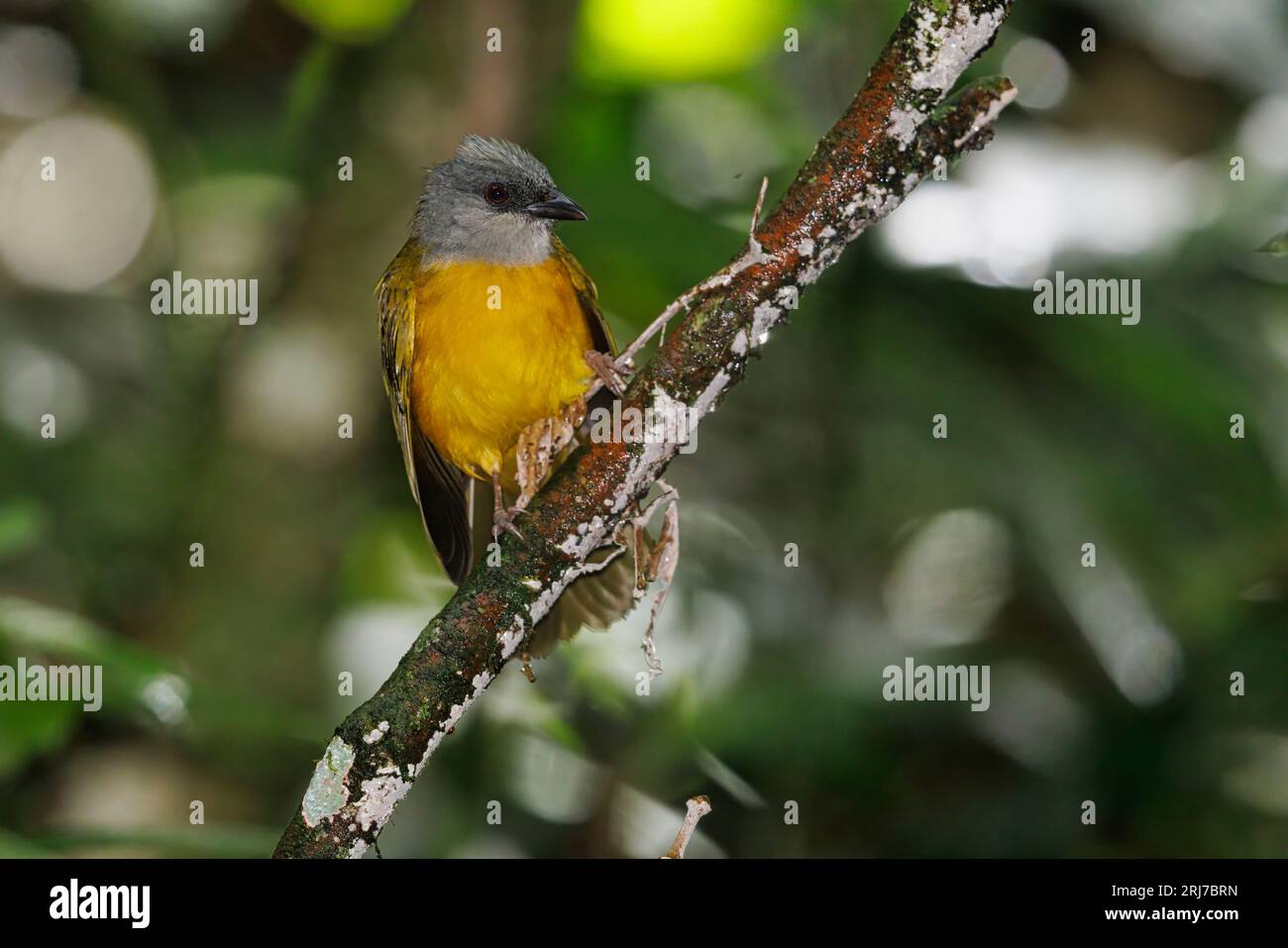 Gray-headed Tanager, laguna El Tabacal, Colombia, November 2022 Stock ...
