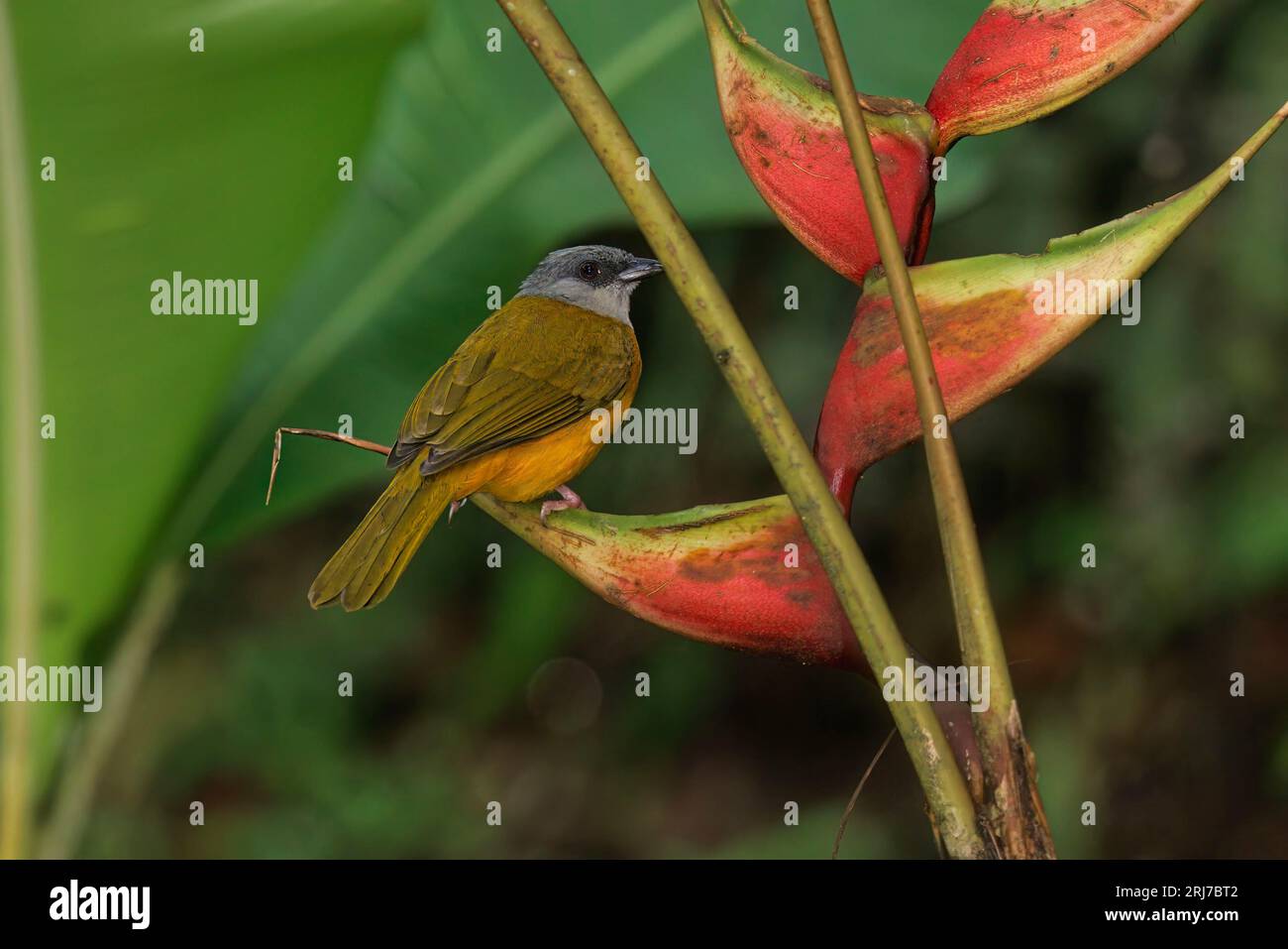 Gray-headed Tanager, laguna El Tabacal, Colombia, November 2022 Stock ...