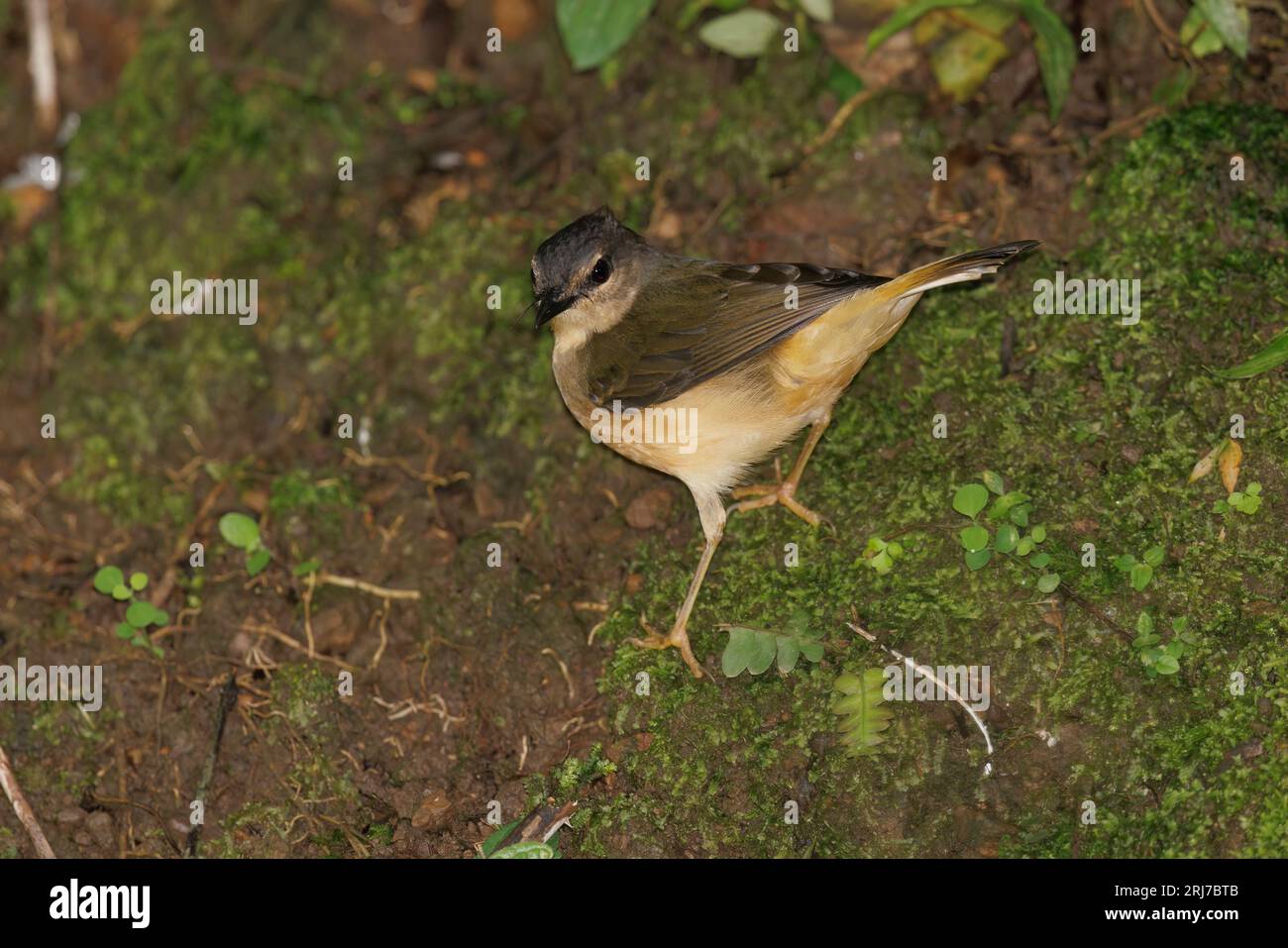 Buff-rumped Warbler, Laguna El Tabacal, Colombia, November 2022 Stock ...
