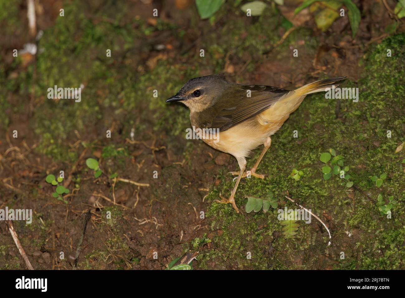 Buff-rumped Warbler, Laguna El Tabacal, Colombia, November 2022 Stock ...
