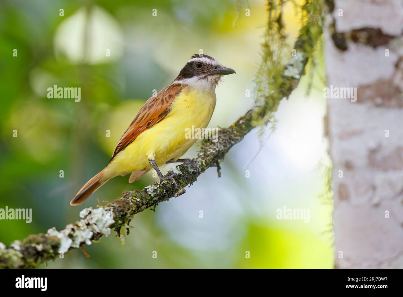 Great Kiskadee, Laguna El Tabacal, Colombia, November 2022 Stock Photo ...