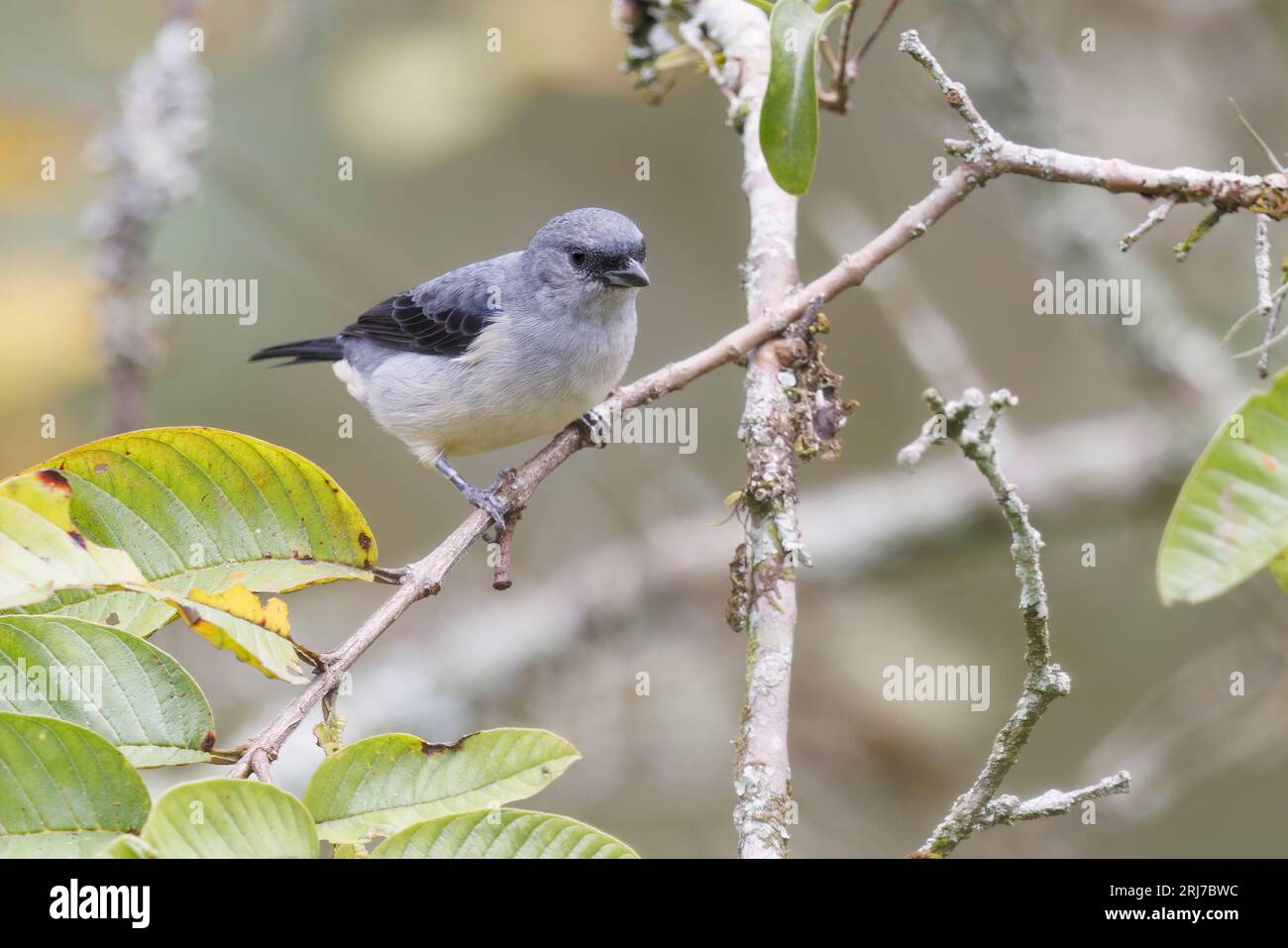 Plain-colored Tanager, Restaurante Los Abuelos, Cundinamarca, Colombia ...