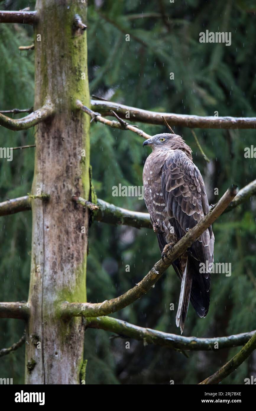 Buzzard female hi-res stock photography and images - Alamy