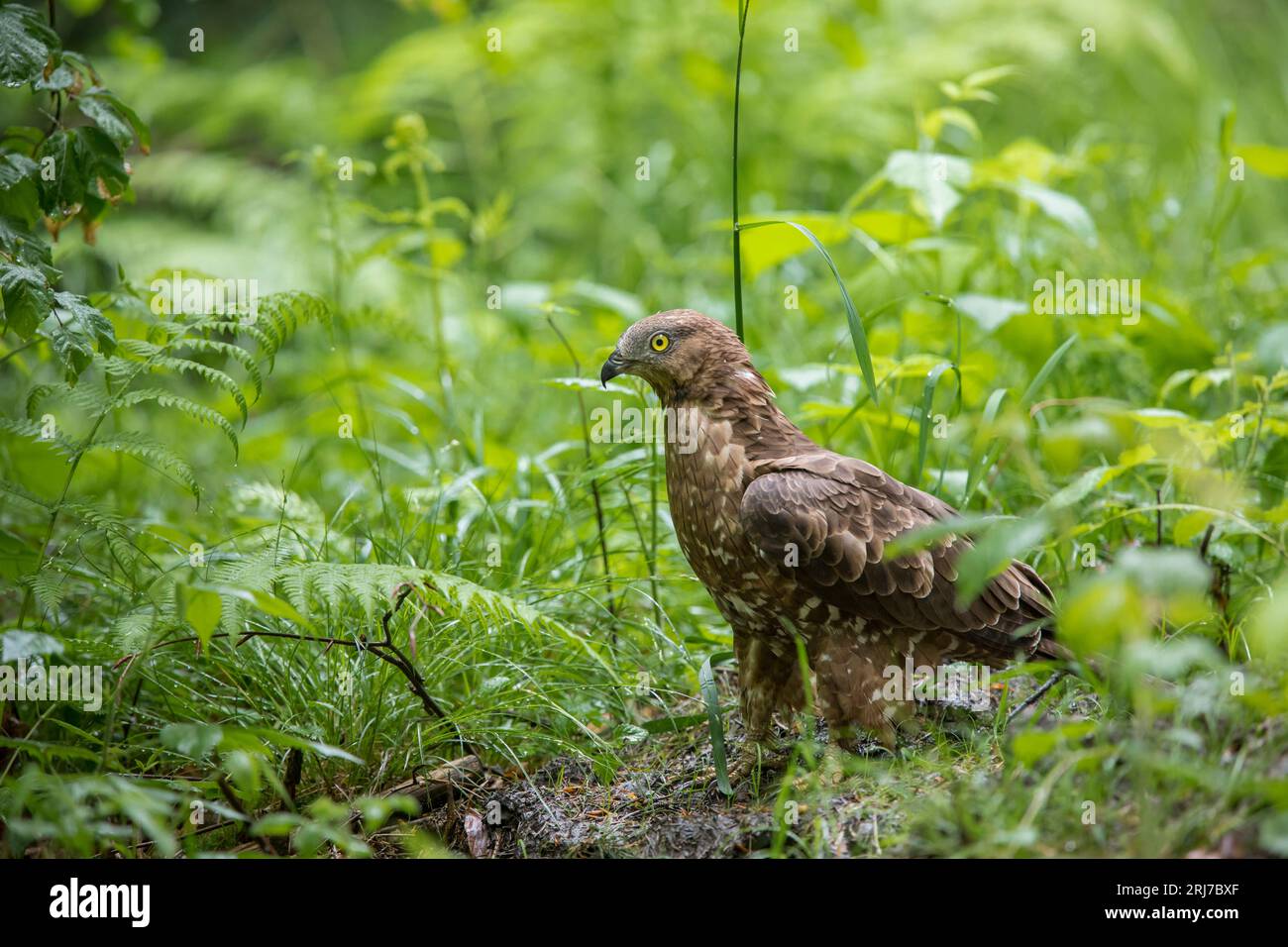Female honey buzzard hi-res stock photography and images - Alamy