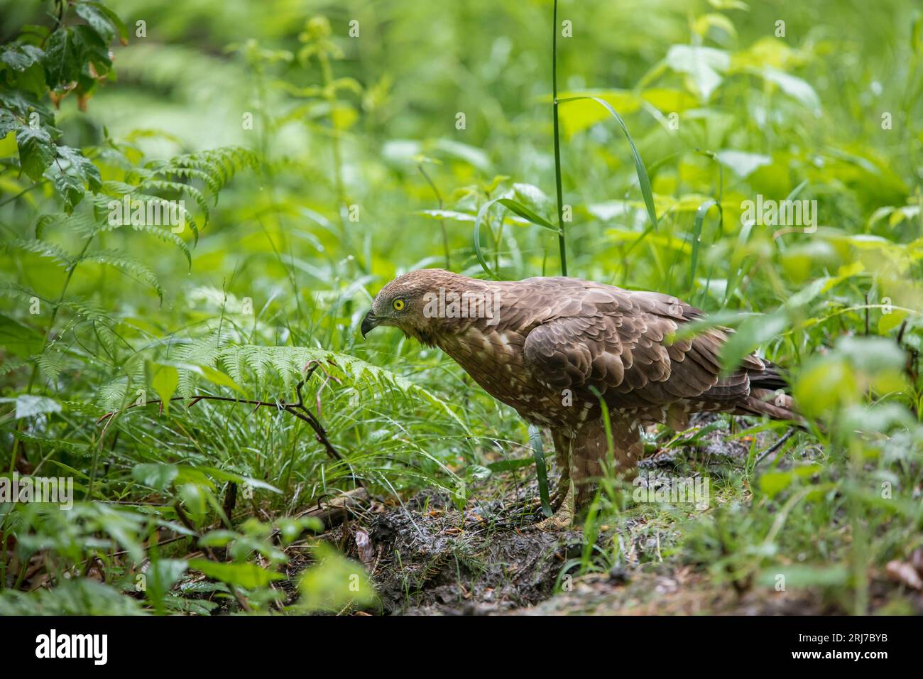 Female honey buzzard hi-res stock photography and images - Alamy