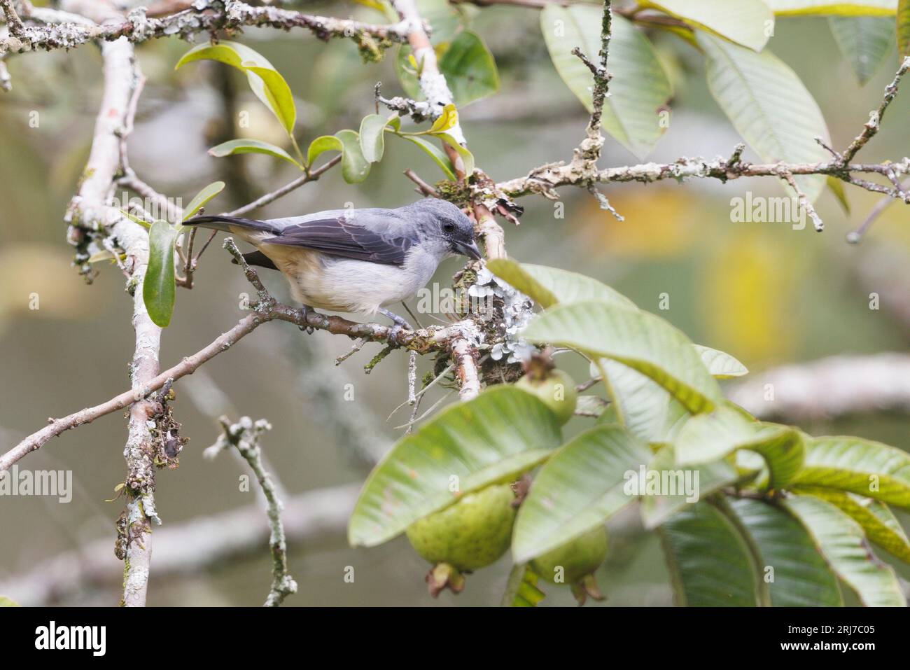 Plain-colored Tanager, Restaurante Los Abuelos, Cundinamarca, Colombia ...