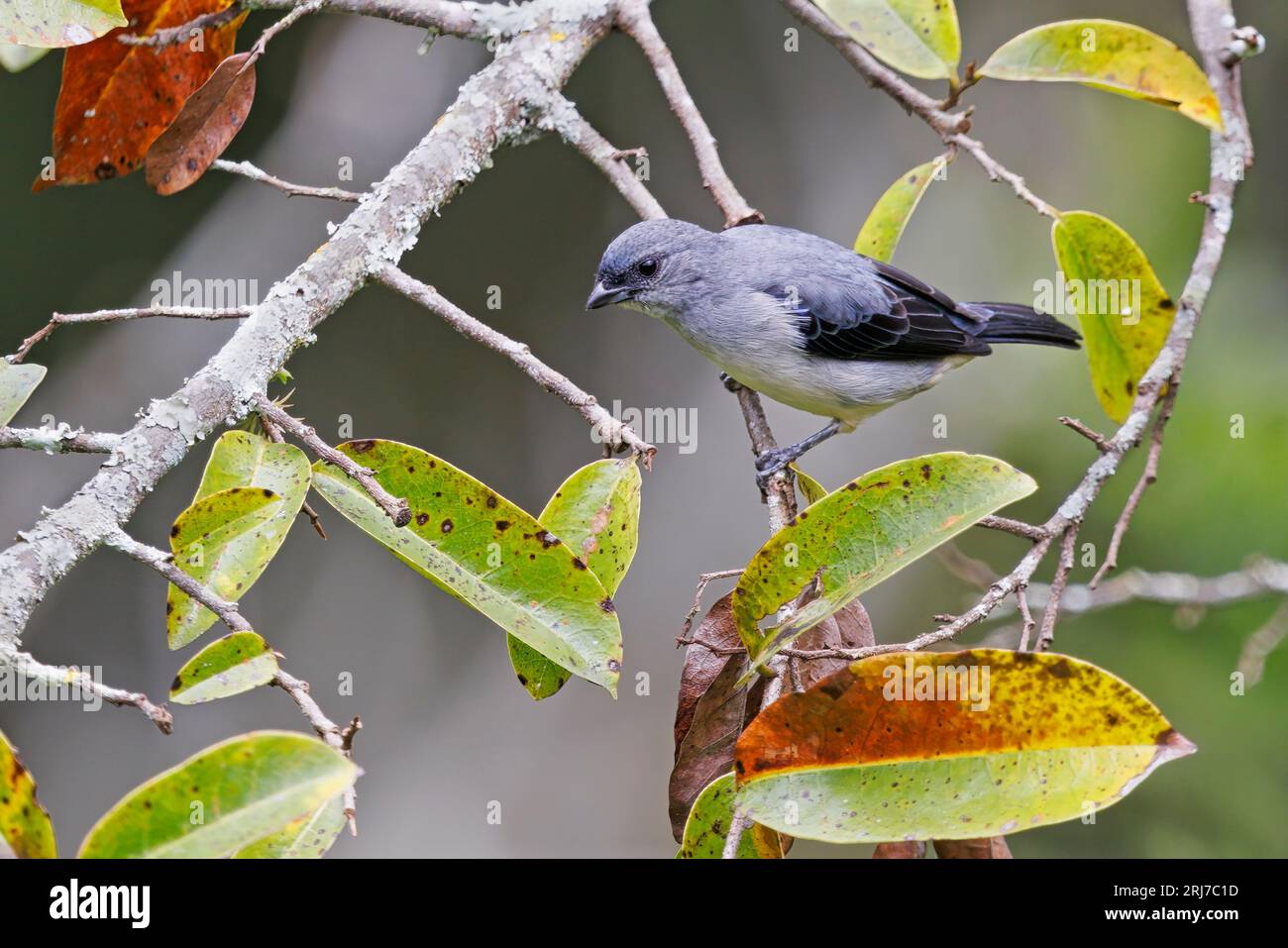 Plain-colored Tanager, Restaurante Los Abuelos, Cundinamarca, Colombia ...