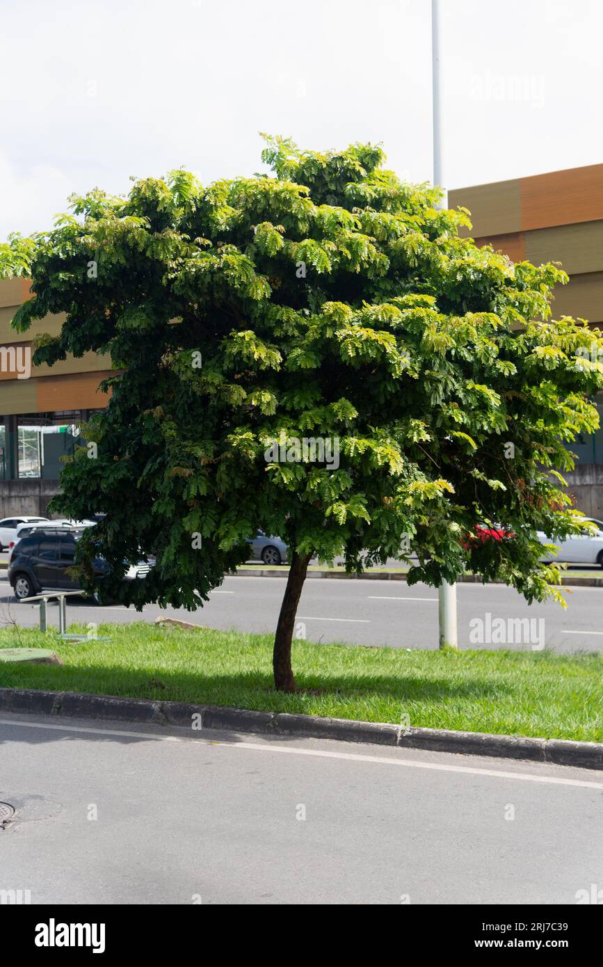 Salvador, Bahia, Brazil - August 11, 2023: A historic tree called Pau ...