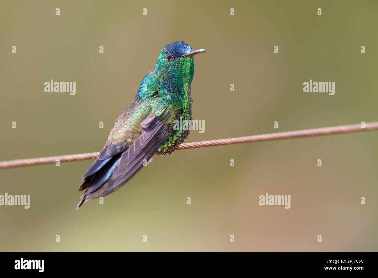 Indigo-capped Hummingbird, Jardin Encantado, Bogotà, Colombia, November ...