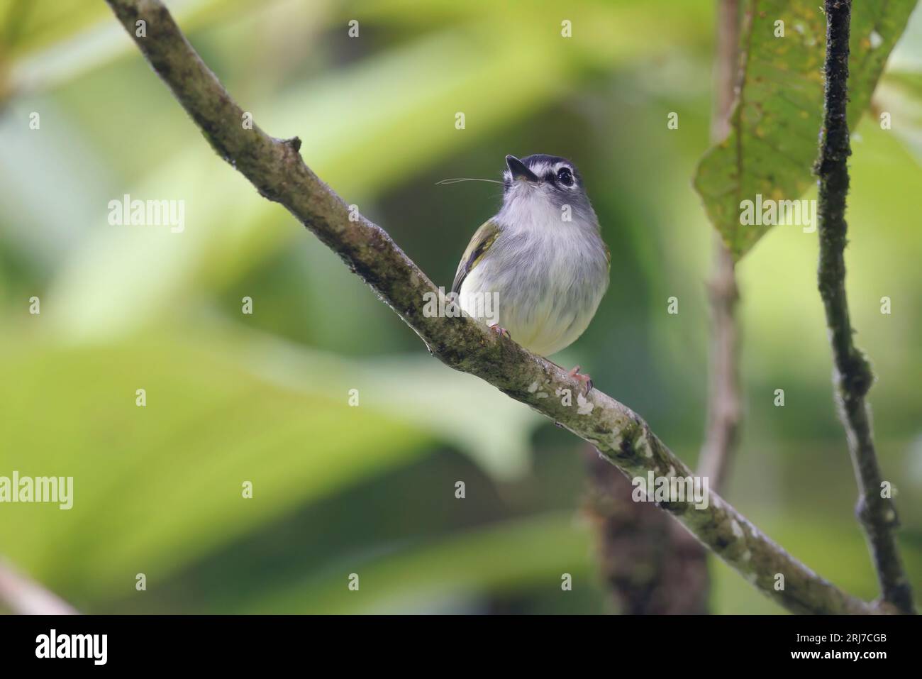 Black-capped Pygmy-Tyrant, San Cipriano, Choco, Colombia, Novembre 2022 ...