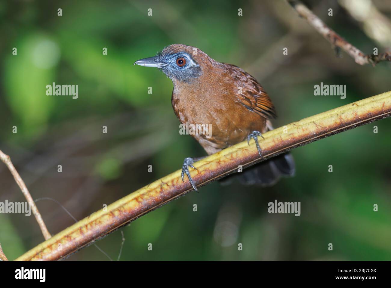 Hafferia zeledoni hi-res stock photography and images - Alamy