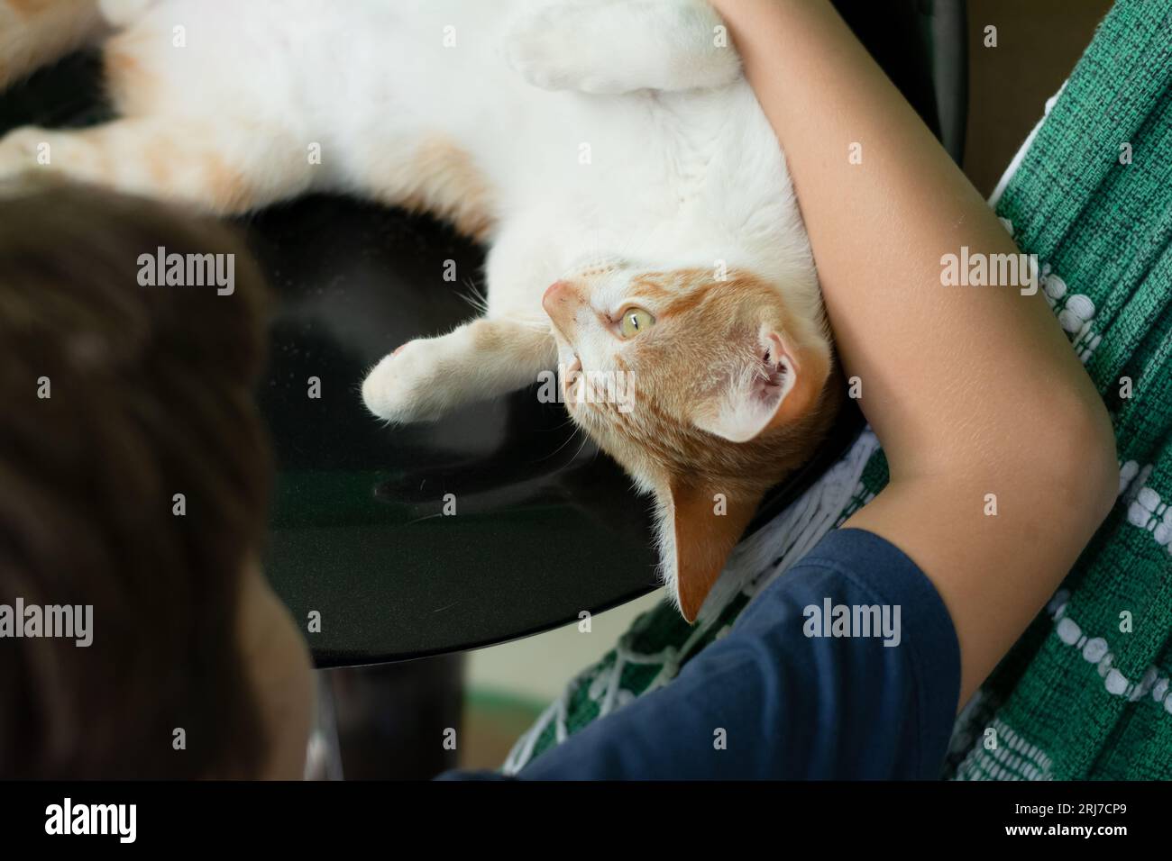 A pre-teen plays with her beloved kitten. The child caresses the pet ...