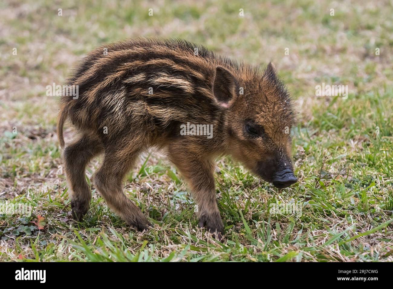 Baby wild pig, Sus Scrofa, La Pampa Province, Patagonia, Argentina ...