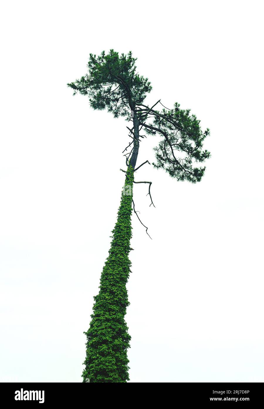Tall evergreen tree overgrown hi-res stock photography and images - Alamy