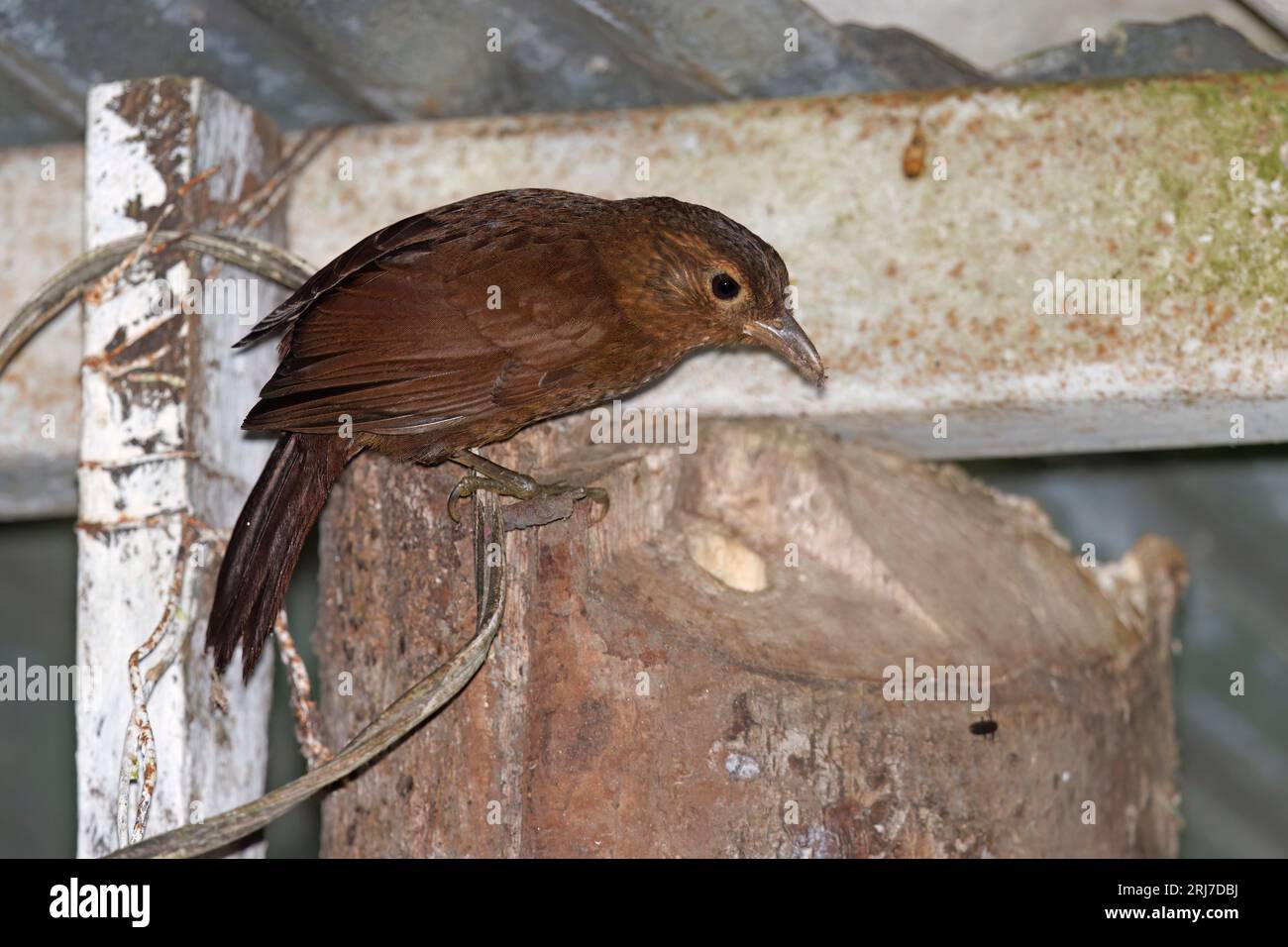 Uniform treehunter hi-res stock photography and images - Alamy
