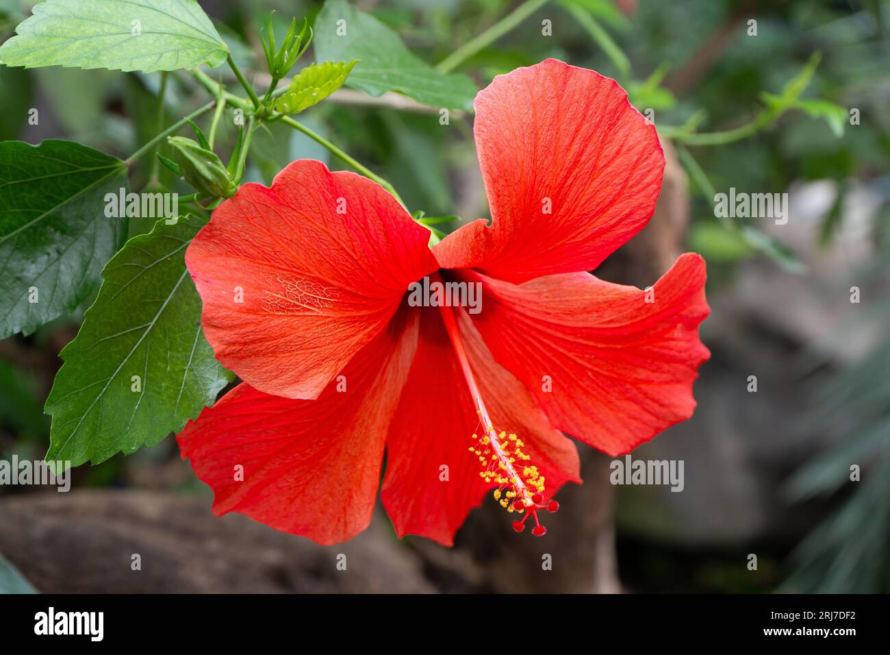 Red flower bud of Chinese hibiscus bloom. Hibiscus rosa-sinensis in ...