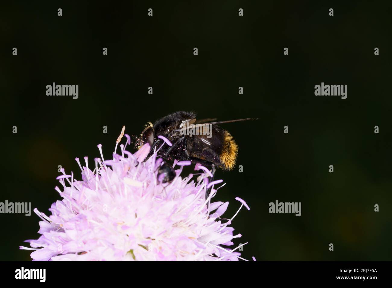Volucella bombylans Family Syrphidae Genus Volucella Bumble bee hover ...